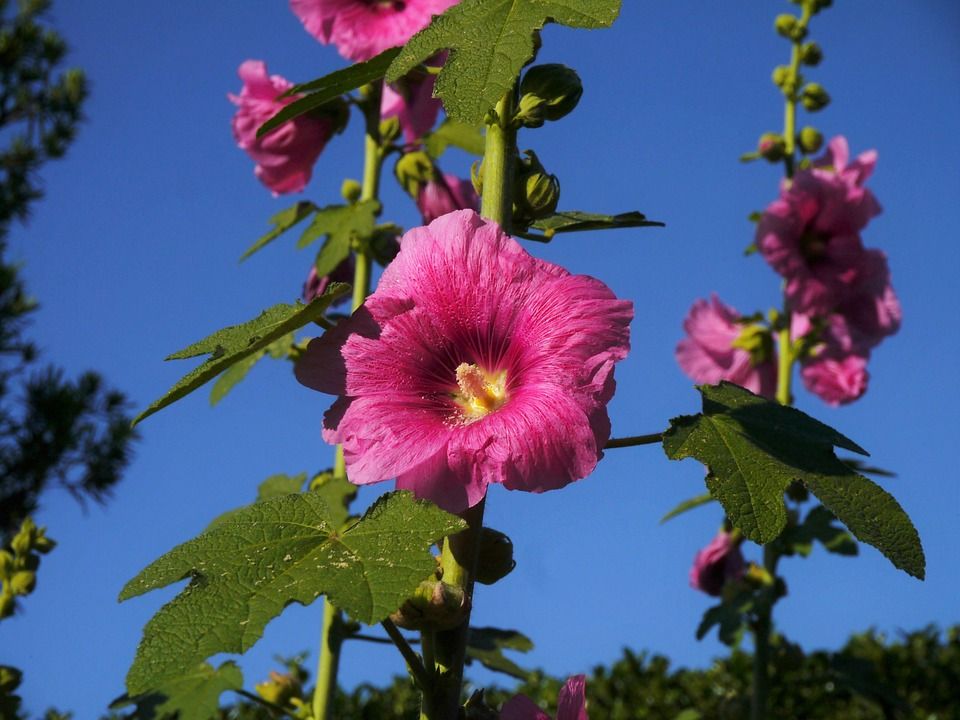 Cuidados y propagación de la Malva real (Althaea)