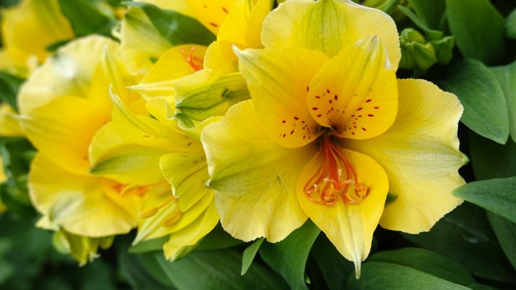 Significado y simbolismo de la Alstroemeria ¡Toma nota!